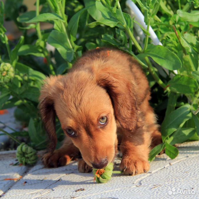 Такса mini размер