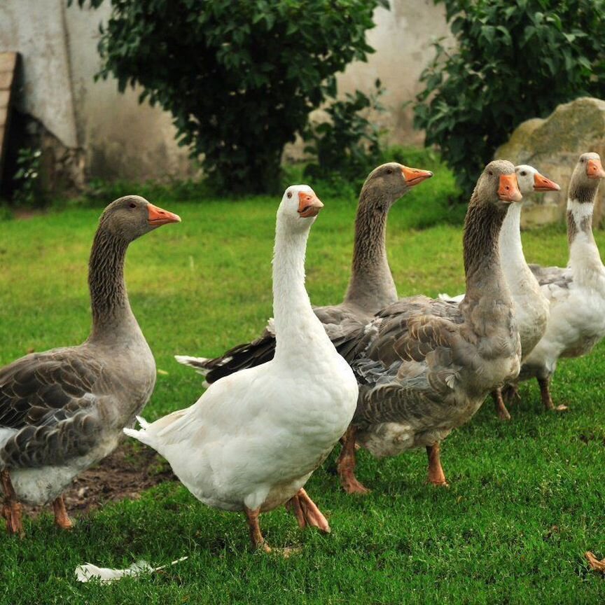 Гусь домашний