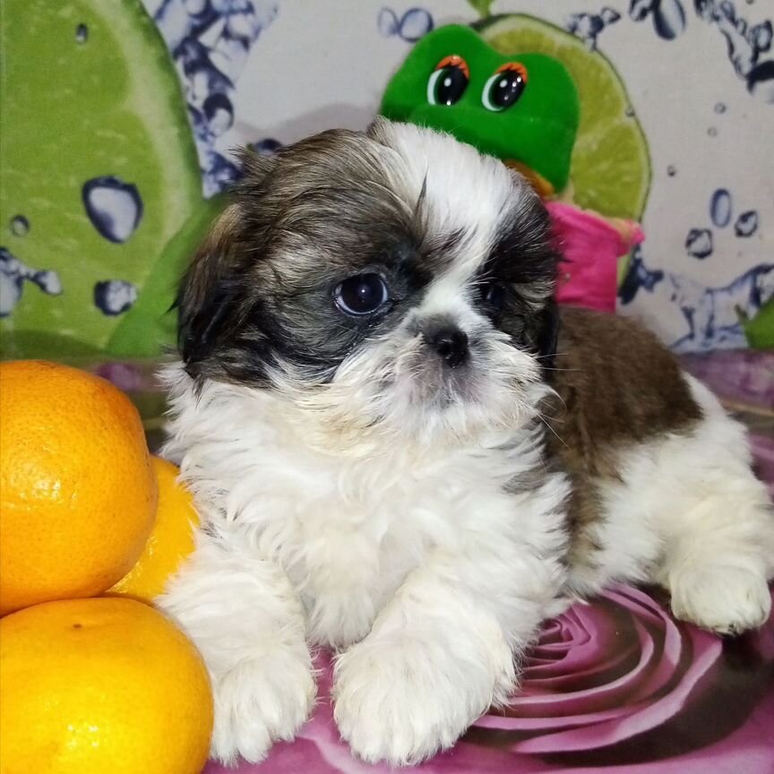 Малыши лапушки