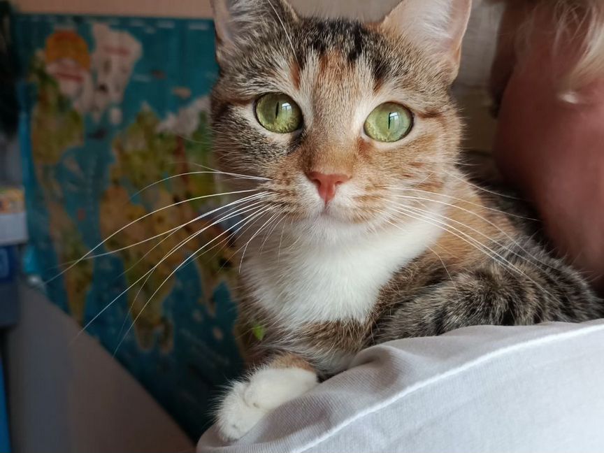 Кошка в хорошие руки