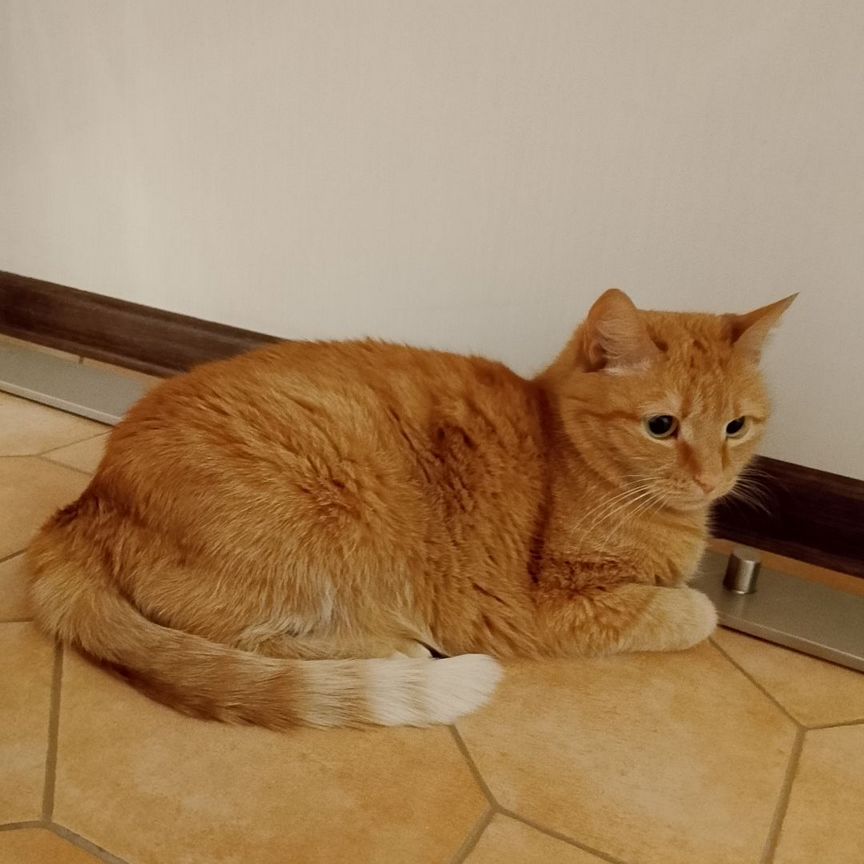 Кошки в добрые руки