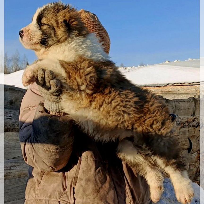 Среднеазиатская овчарка, щенок