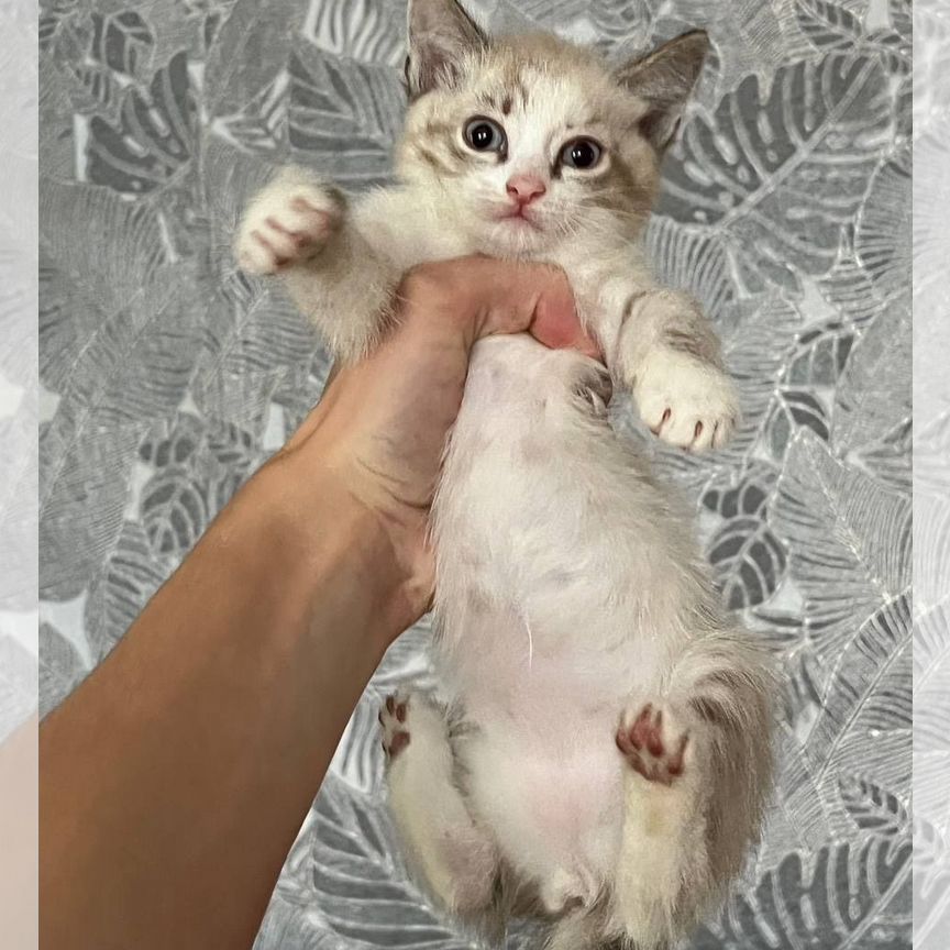 Котенок в добрые руки