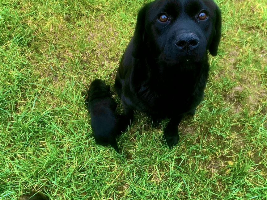 Продам щенят лабрадора