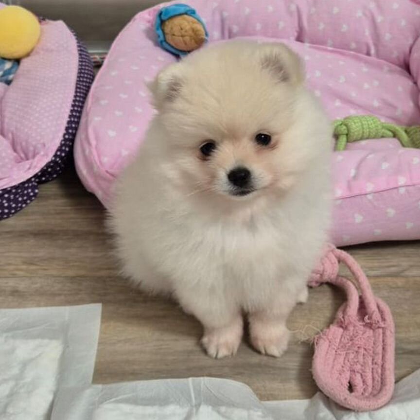 Померанский шпиц, щенок