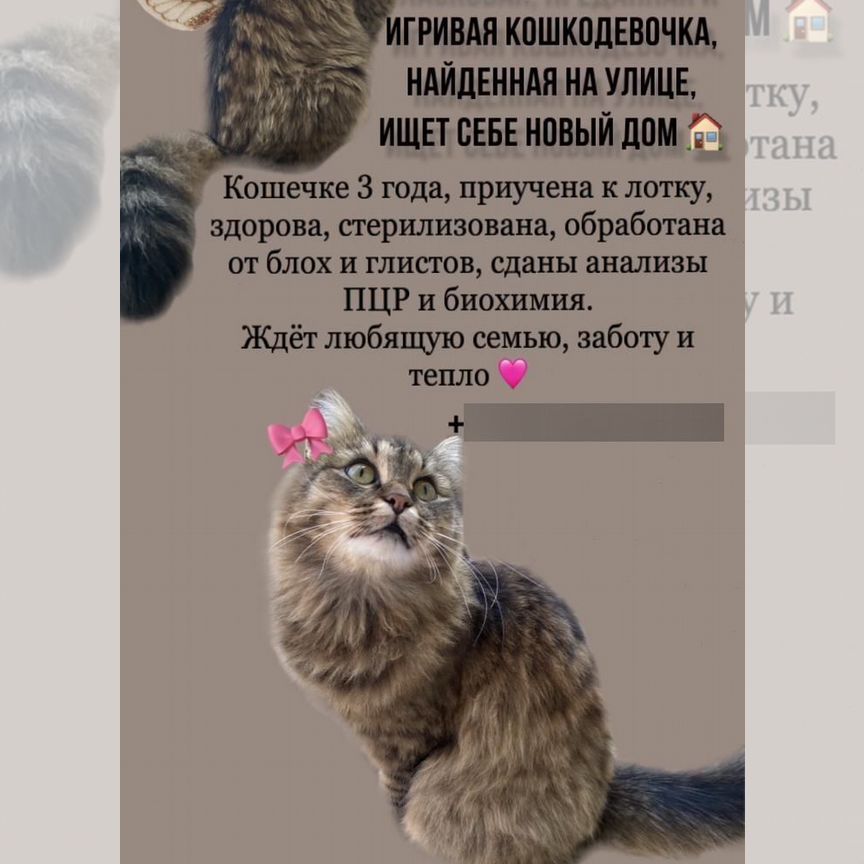 Пристрой кошки