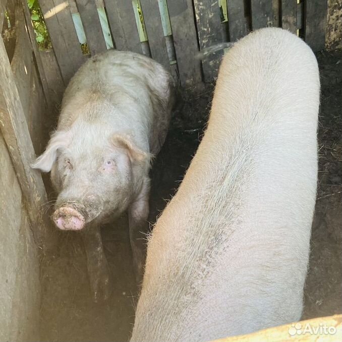 Свини поросята кабан