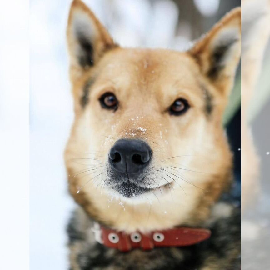 Феникс, собака из приюта в добрые руки