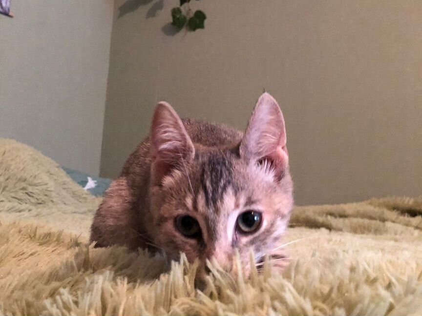 Молодая кошка ищет семью
