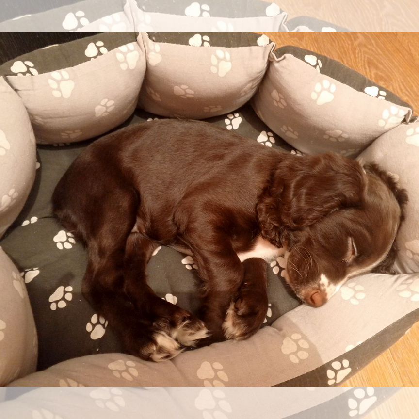 Русский охотничий спаниель, щенок