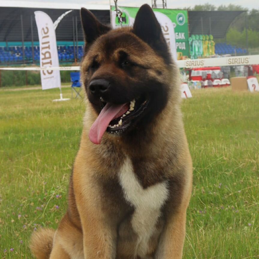 Щенки американской акиты