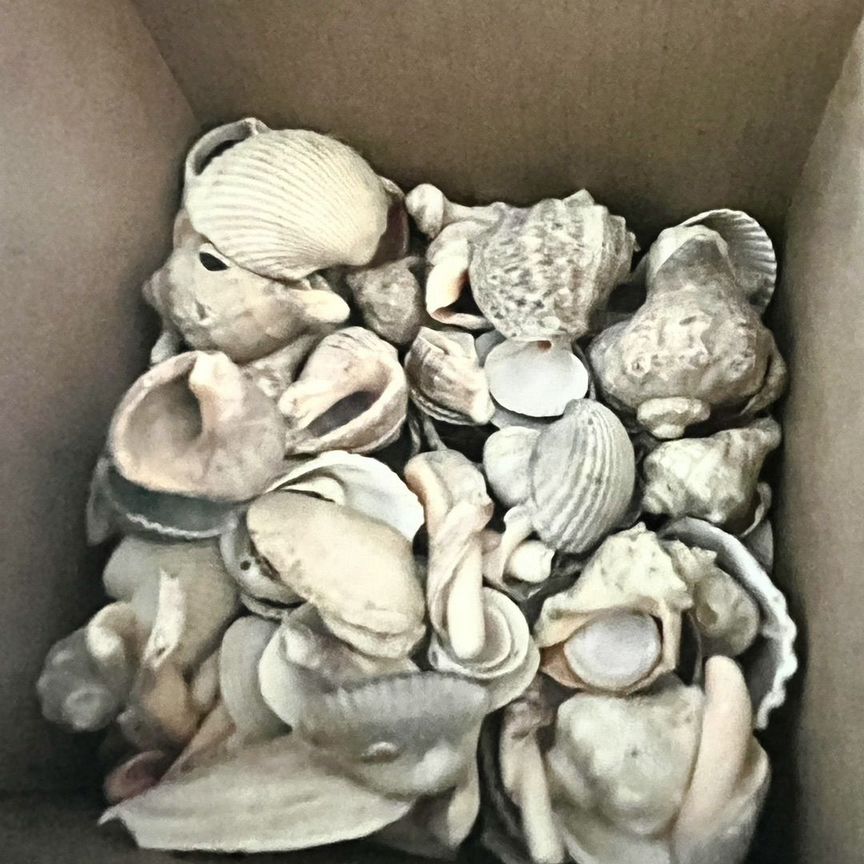 Мелкие ракушки морские