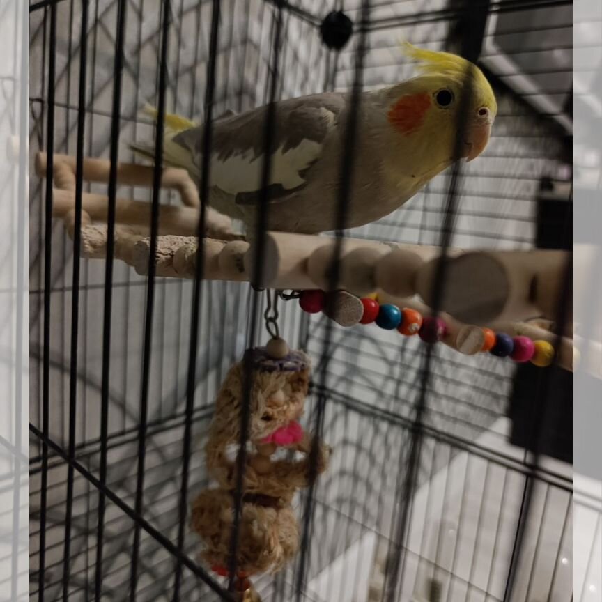 Попугай корелла с клеткой