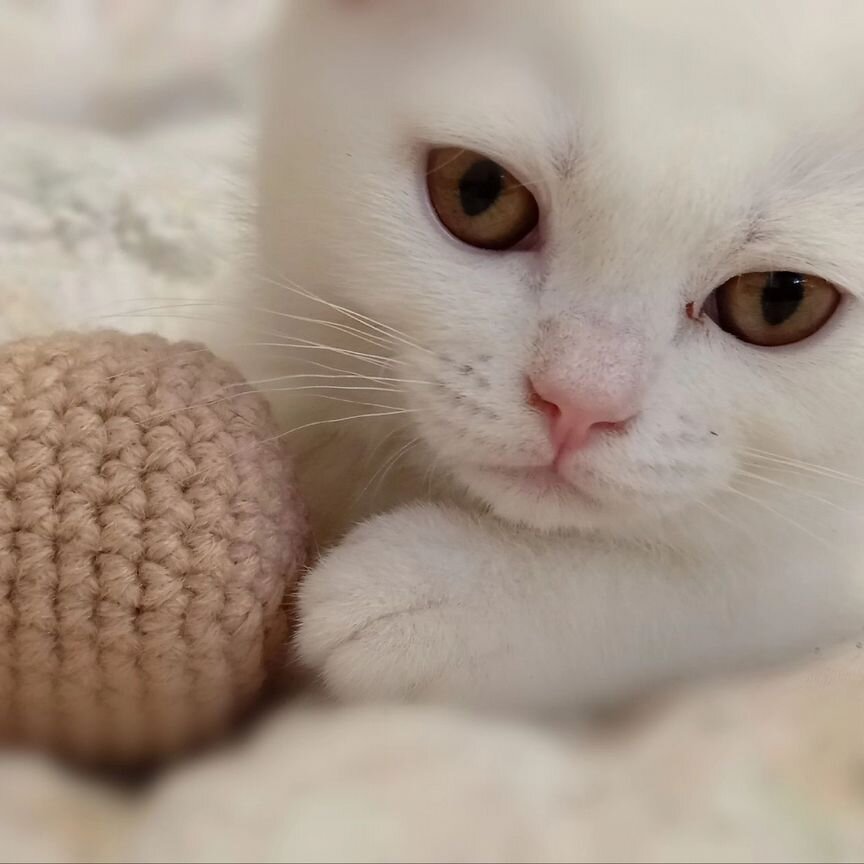 Вязанные мячики с кошачей мятой
