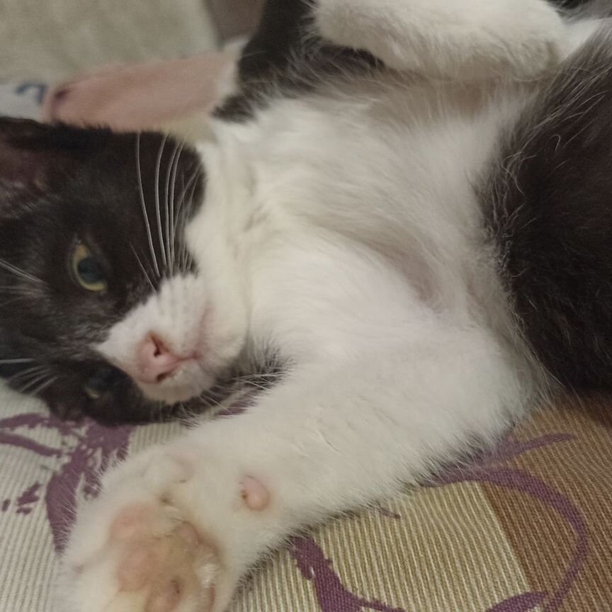 Котенок мальчик массажист