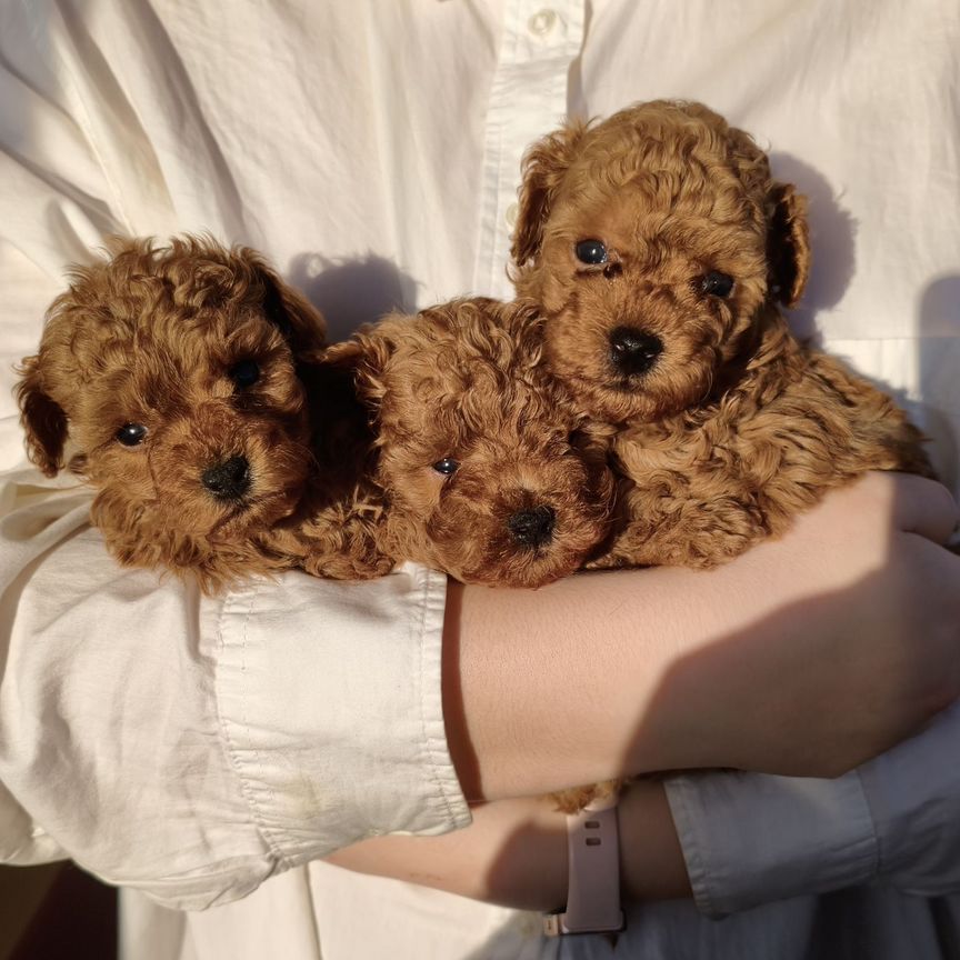 Той-пудель, щенок