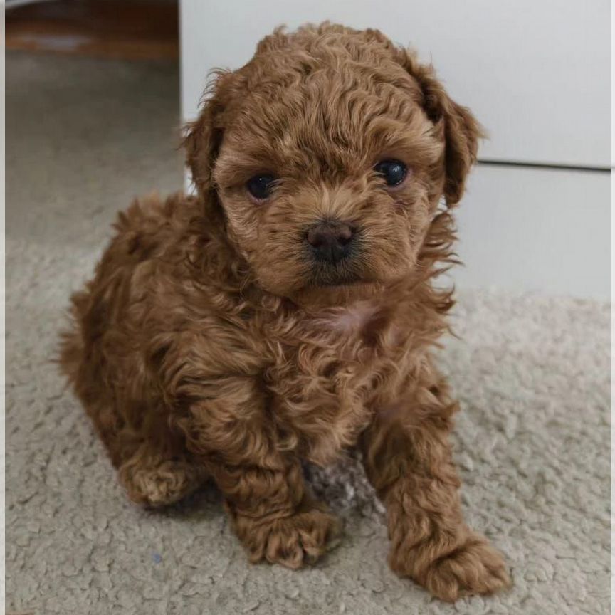 Мальтипу, щенок