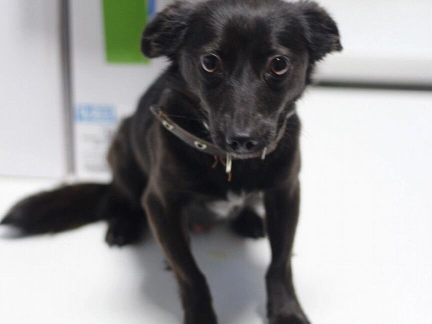 Собака в добрые руки