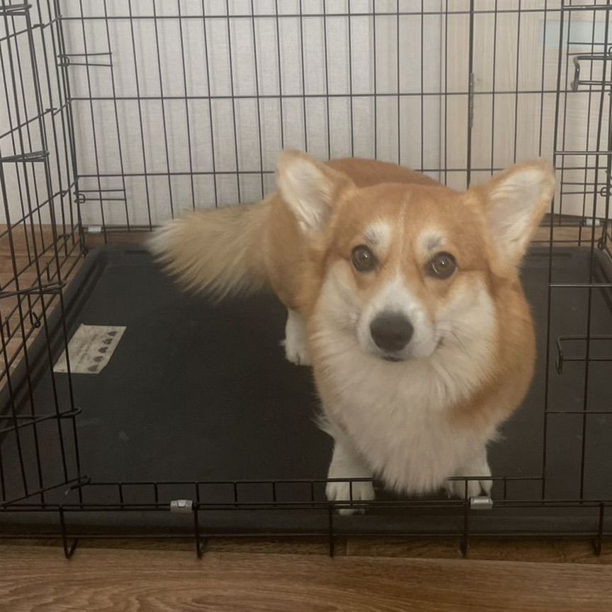 Клетка для собак