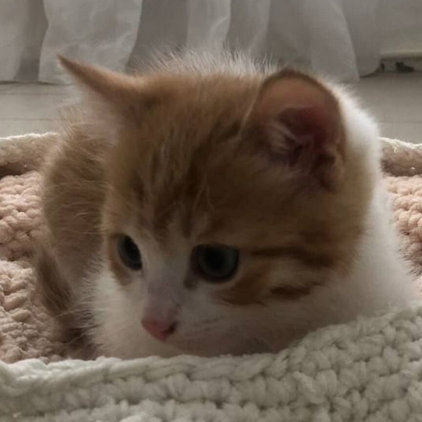 Котёнок в добрые руки