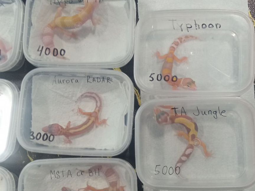 Эублефары. Доставка в Питер