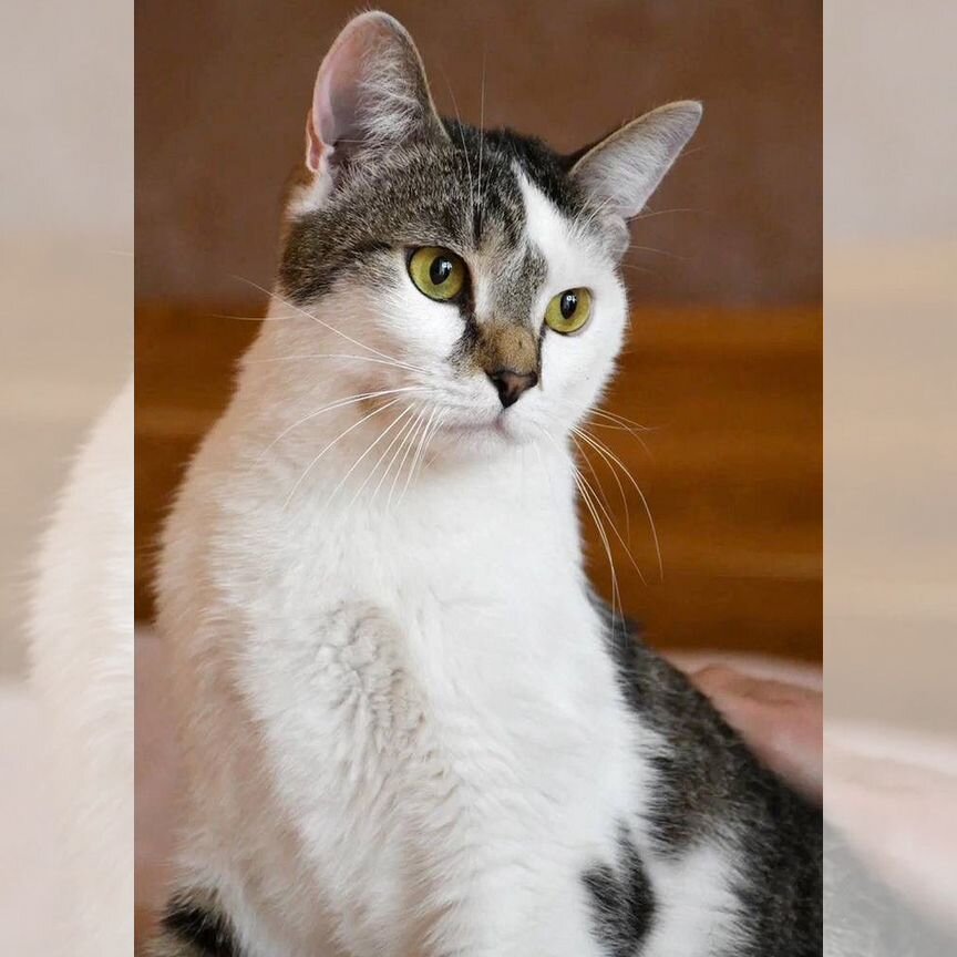 Взрослый кот в добрые руки