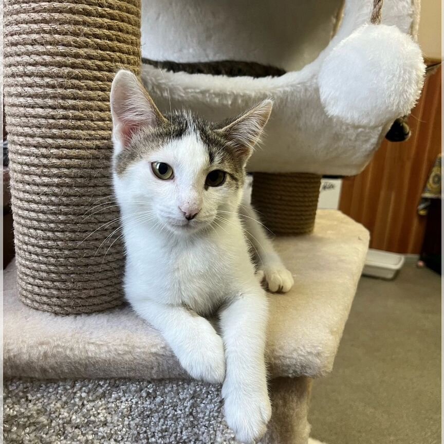 Очаровательный малыш ищет достойную семью