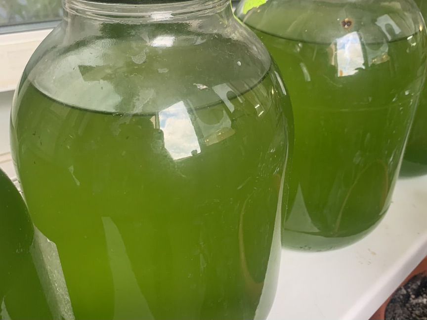 Тетраселмис