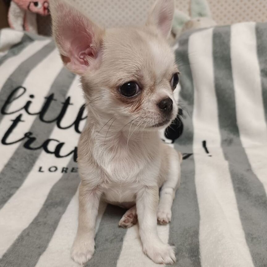 Чихуахуа, щенок