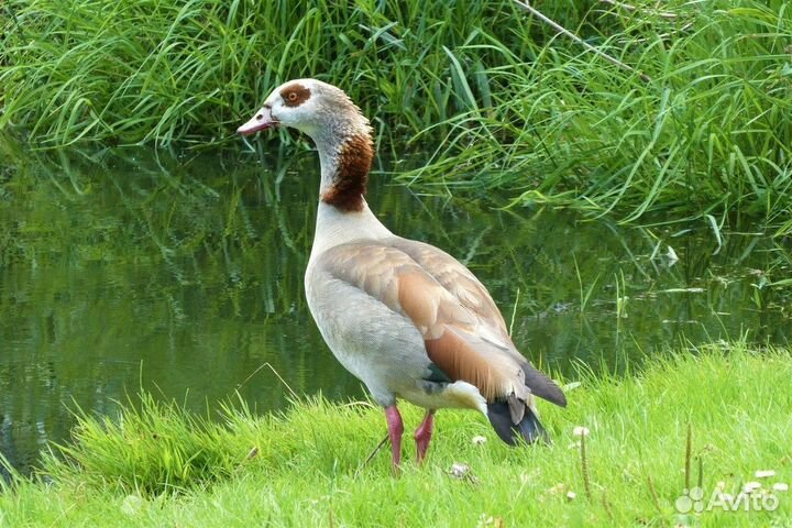 Нильский гусь