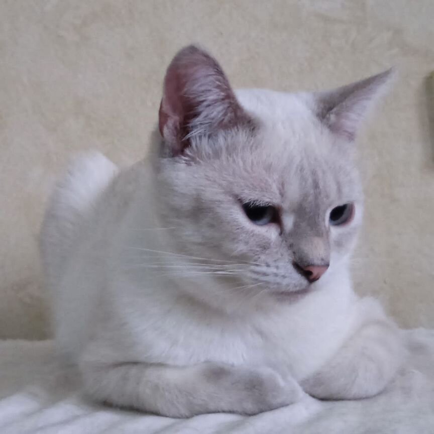 Кот в добрые руки