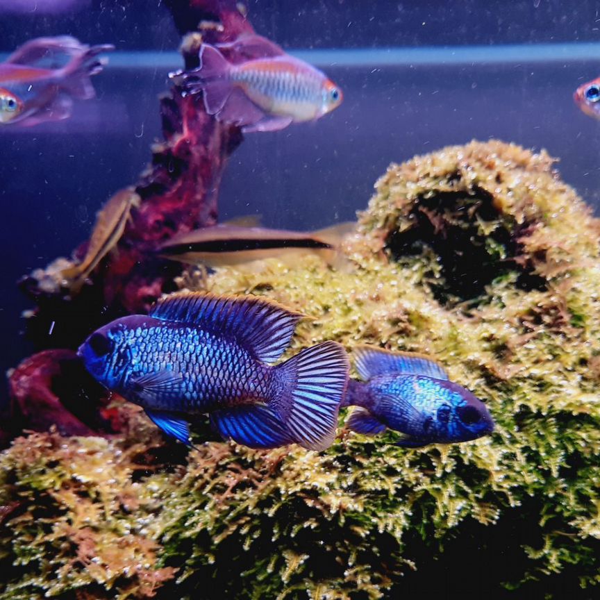 Аквариумные рыбы Тетра Конго, Наннакара