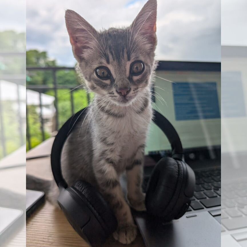 Котёнок в пятнышках