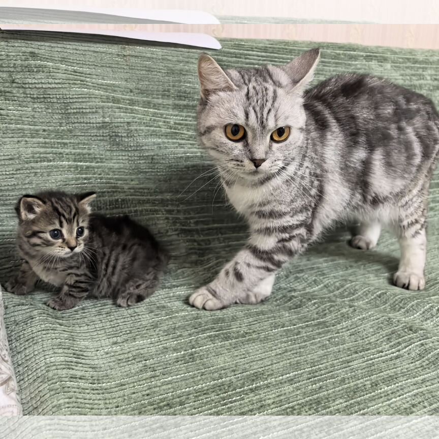 Шотландский прямоухий короткошёрстный котёнок
