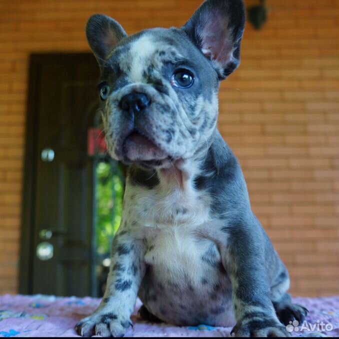 Французский бульдог голубой мерль девочка
