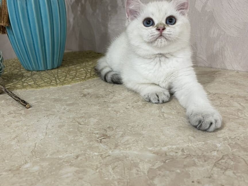 Британская золотая шиншилла пойнт