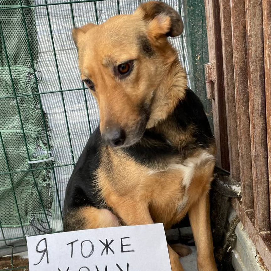 Взрослая собака в добрые руки