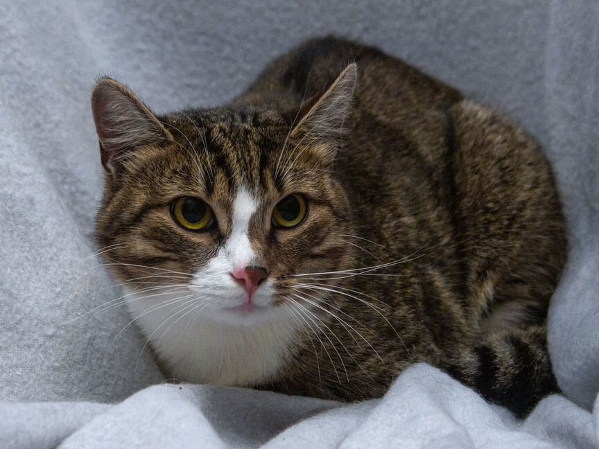 Антоша домашний котик