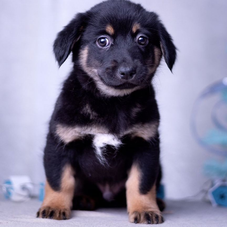 Щенок в добрые руки