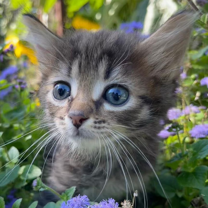 Пушистые котята красивые