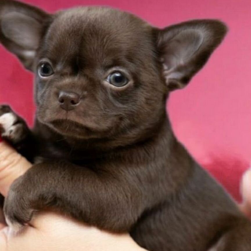 Щенки чихуахуа mini