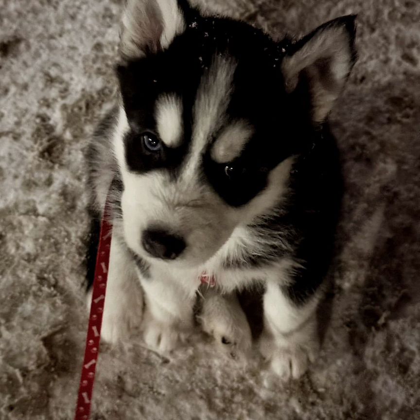 Сибирский хаски, щенок