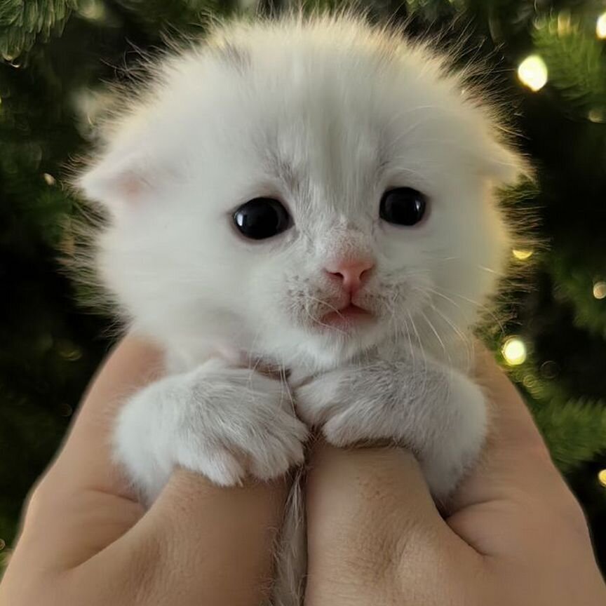 Шотландский вислоухий короткошёрстный котёнок