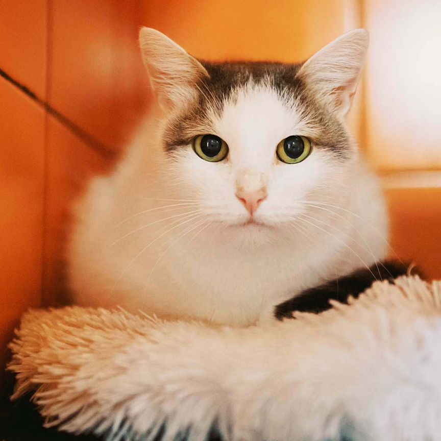 Взрослый кот из приюта