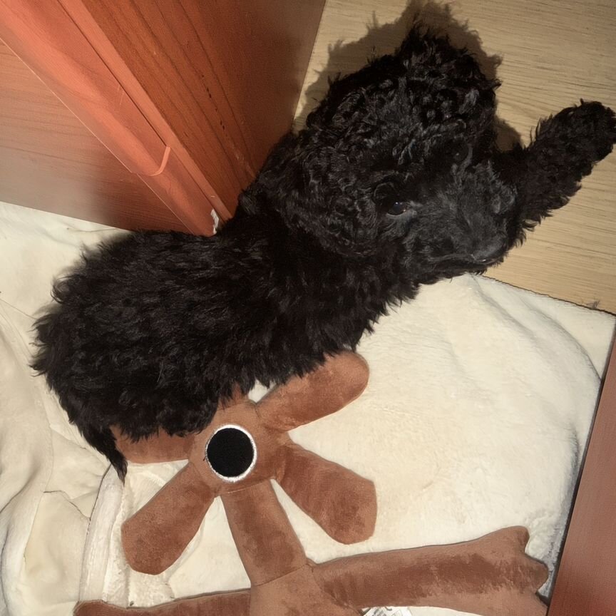 Той-пудель, щенок