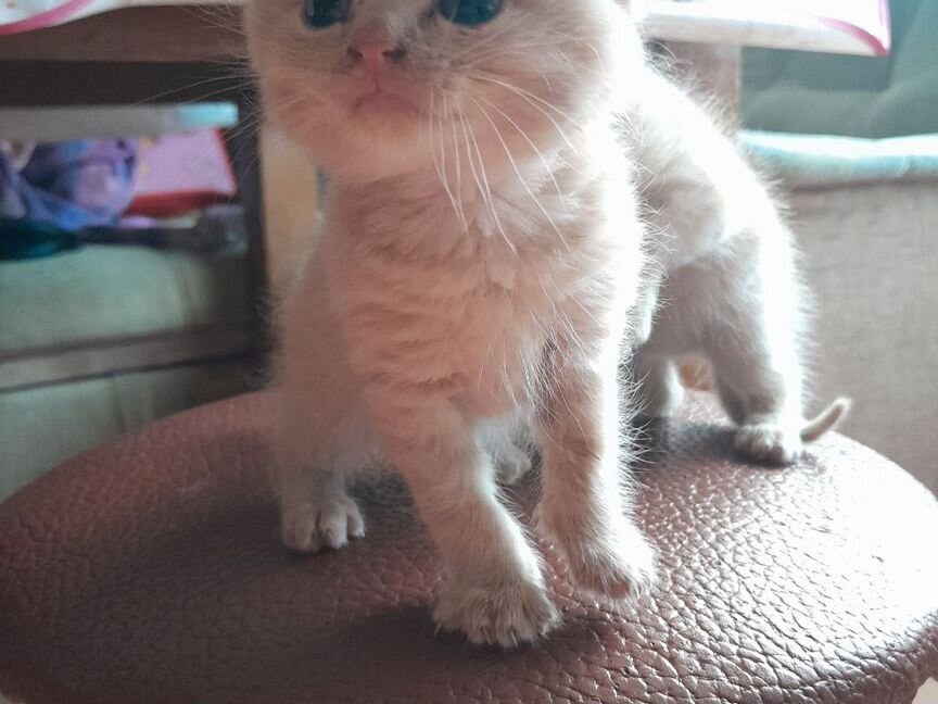 Котята от британской кошки