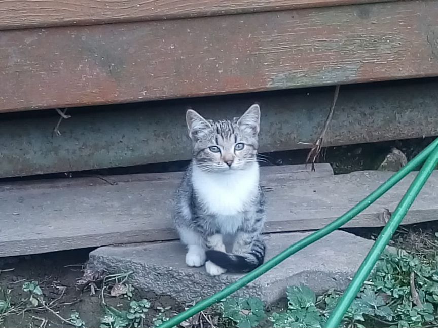 Котенок в добрые руки, бесплатно