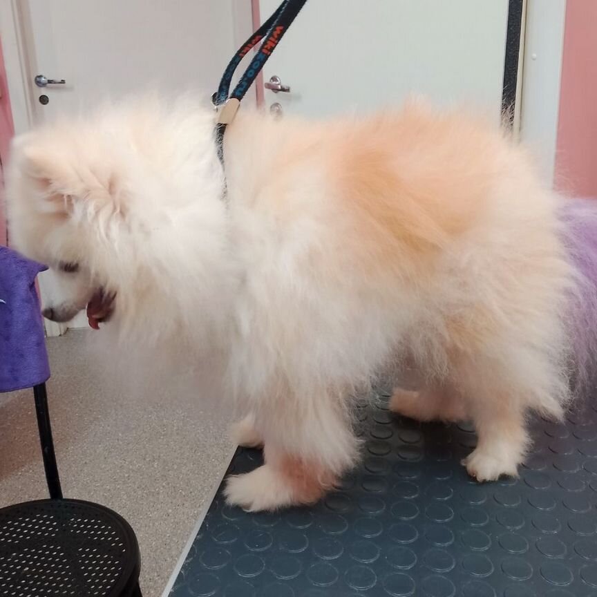 Грумер с выездом на дом