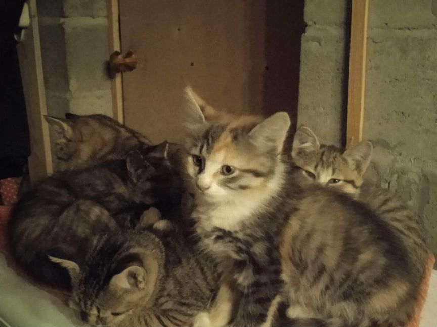 Кошка