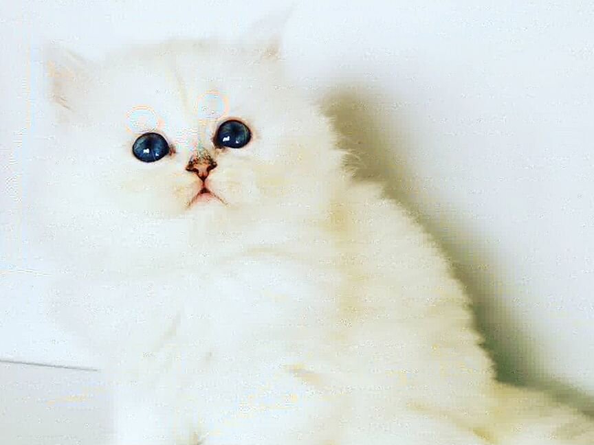 Котята Британские Шиншиллы Пойнт